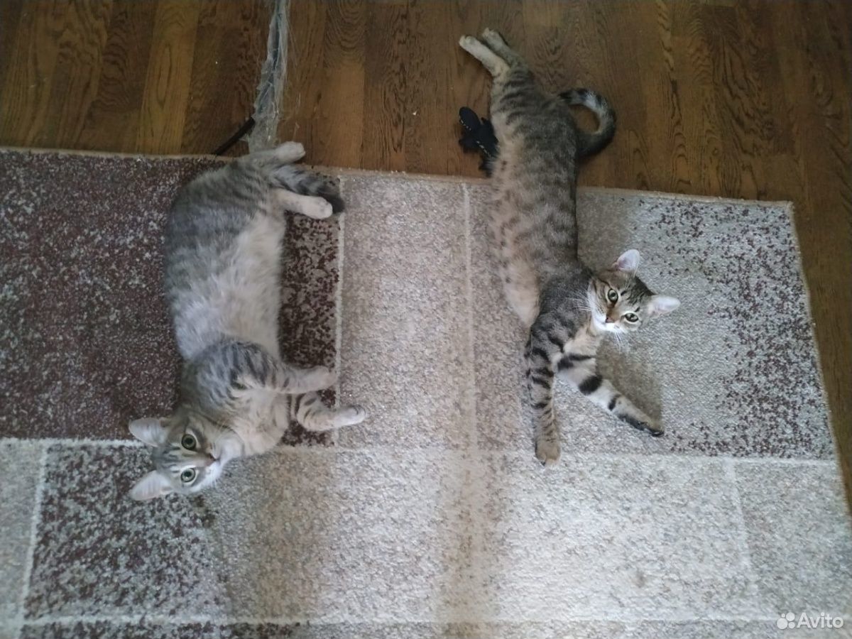 Котята в дар