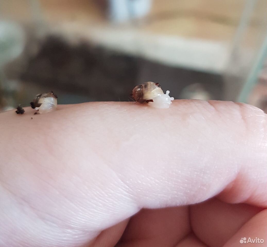 Улитки ахатины альбиносы вылупились 17 мая 2020г