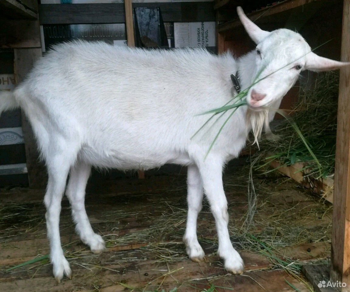 Заанеский козел 1 год