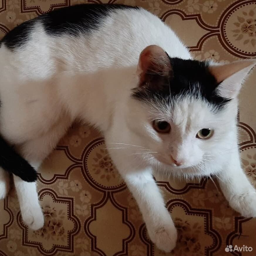 Котик Гриша