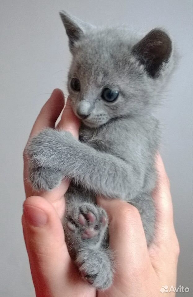 Возьму котёнка