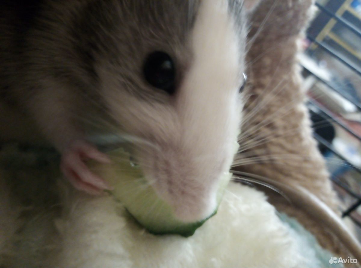 Крыски Дамбо. Крысы