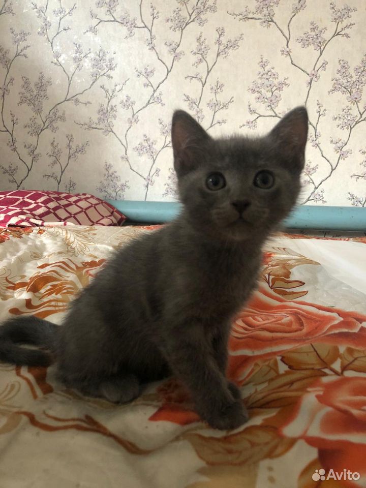 Отдам котят в хорошие руки. Рыжий мальчик, сереньк