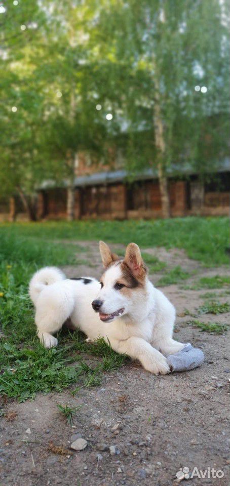 Собака