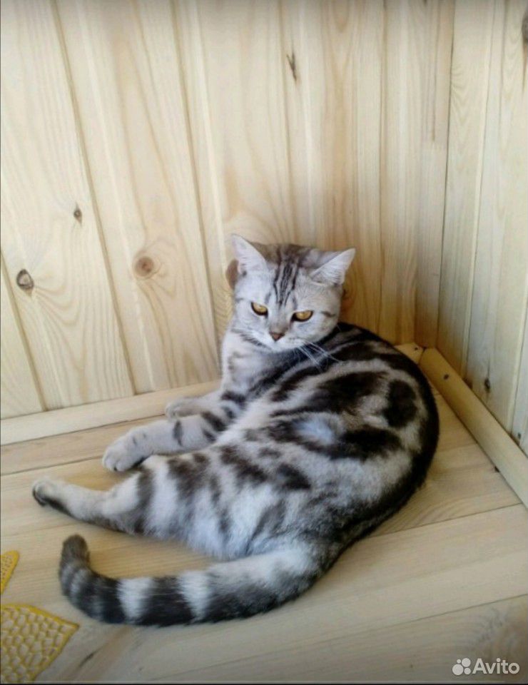 Британская