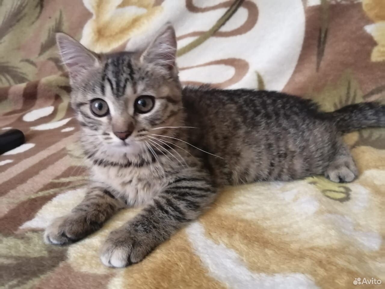 Красивый котенок. Девочка.2,5 мес