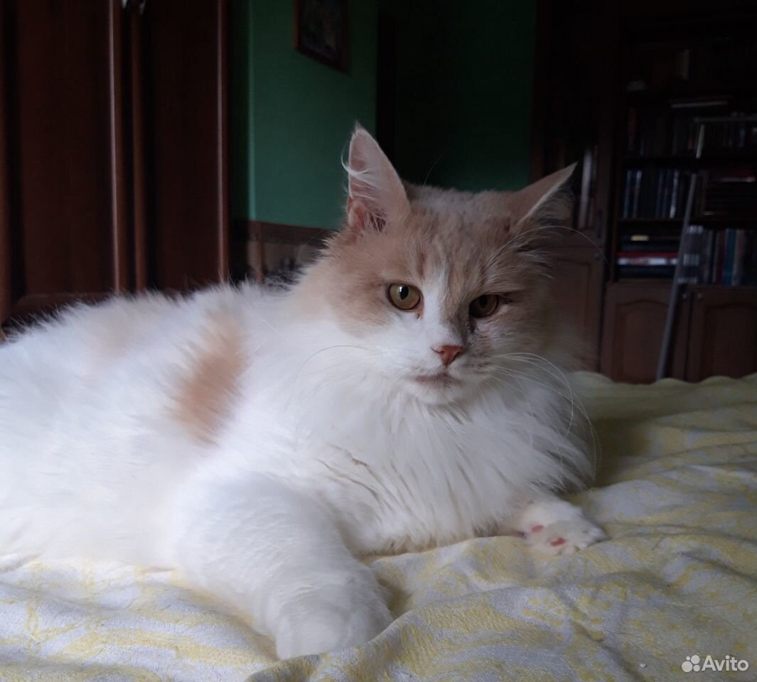 Красавчик ищет дом