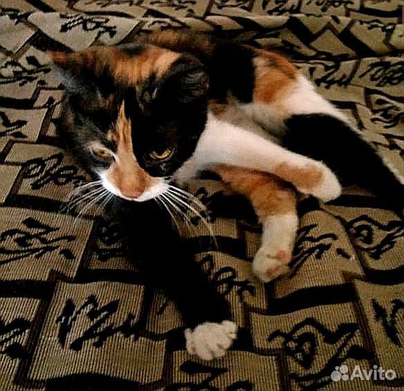 Кошечка в добрые руки