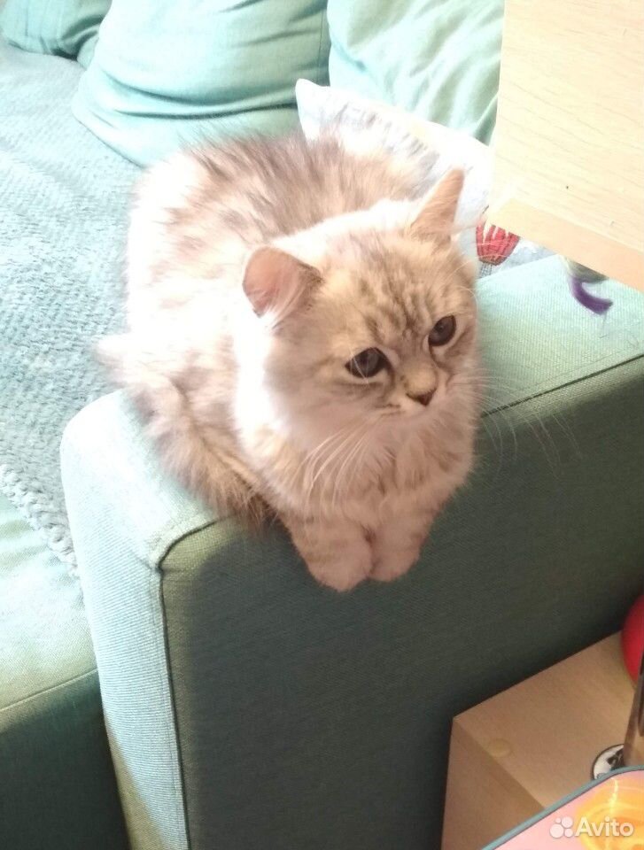 Девочка британская длинношерстная