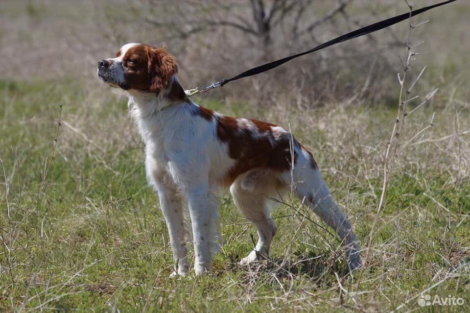 Бретонский Эпаньоль Щенки