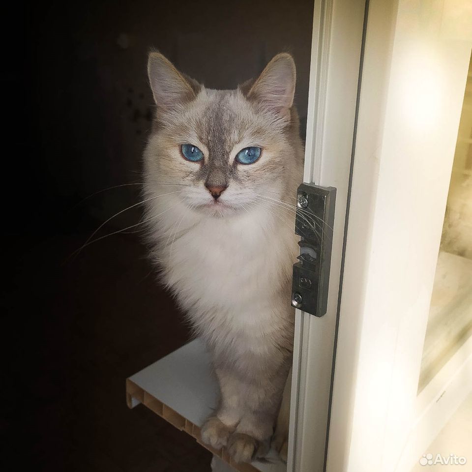 Кошка Фиалка, 2 года