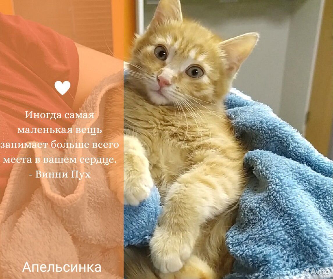 Рыжий котенок Апельсинка, девочка, 3 месяца