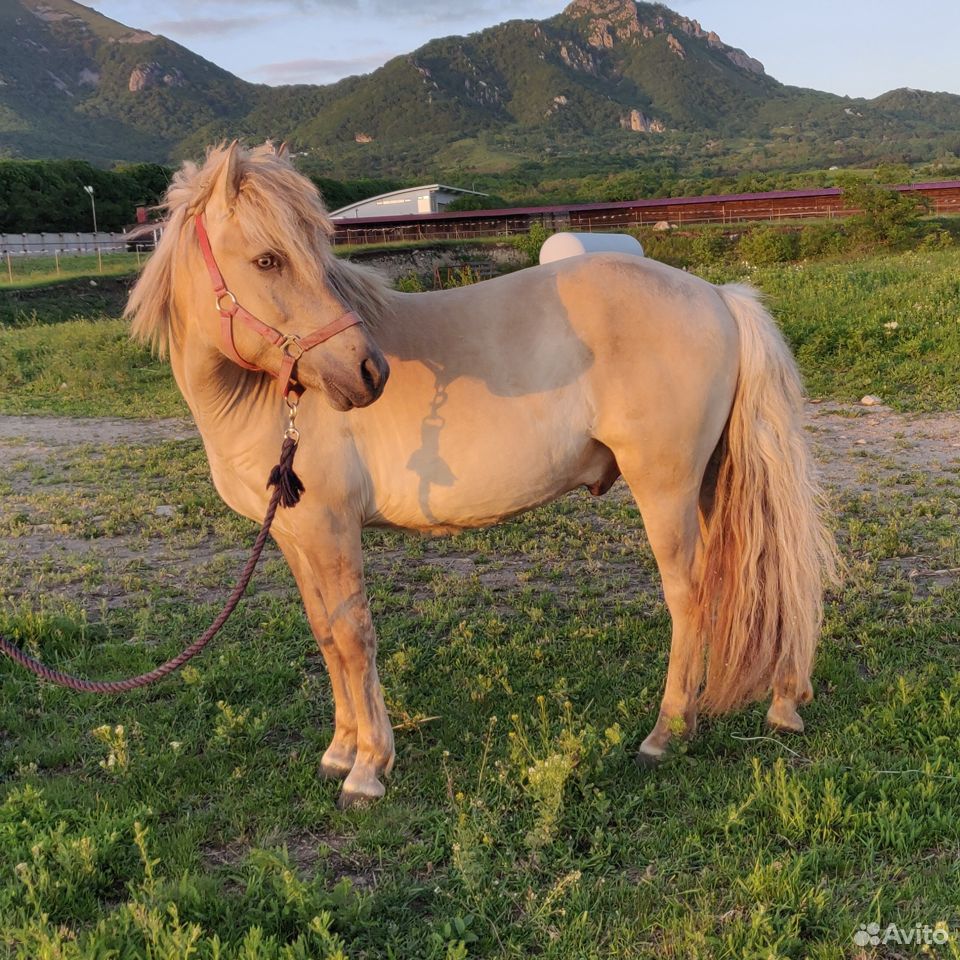 Лошади монгольской породы