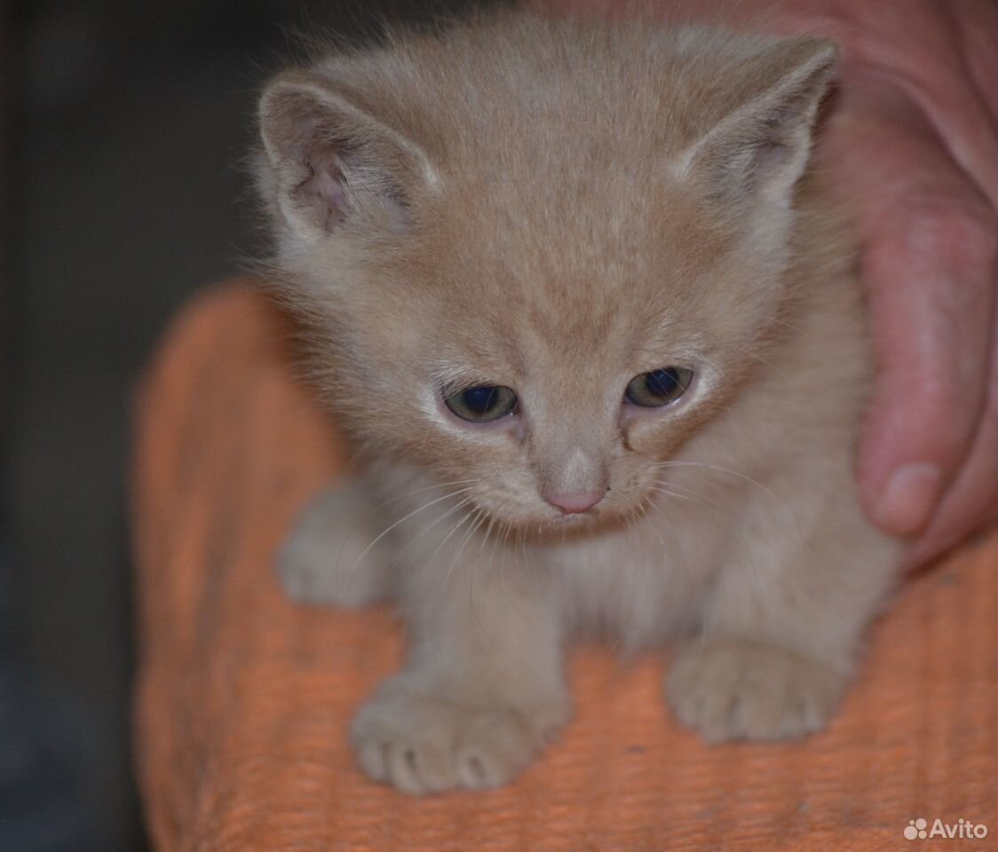 Котята - в хорошие руки