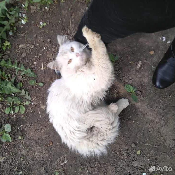 Белоснежное ласковое доверчивое кошачье чудо в дар