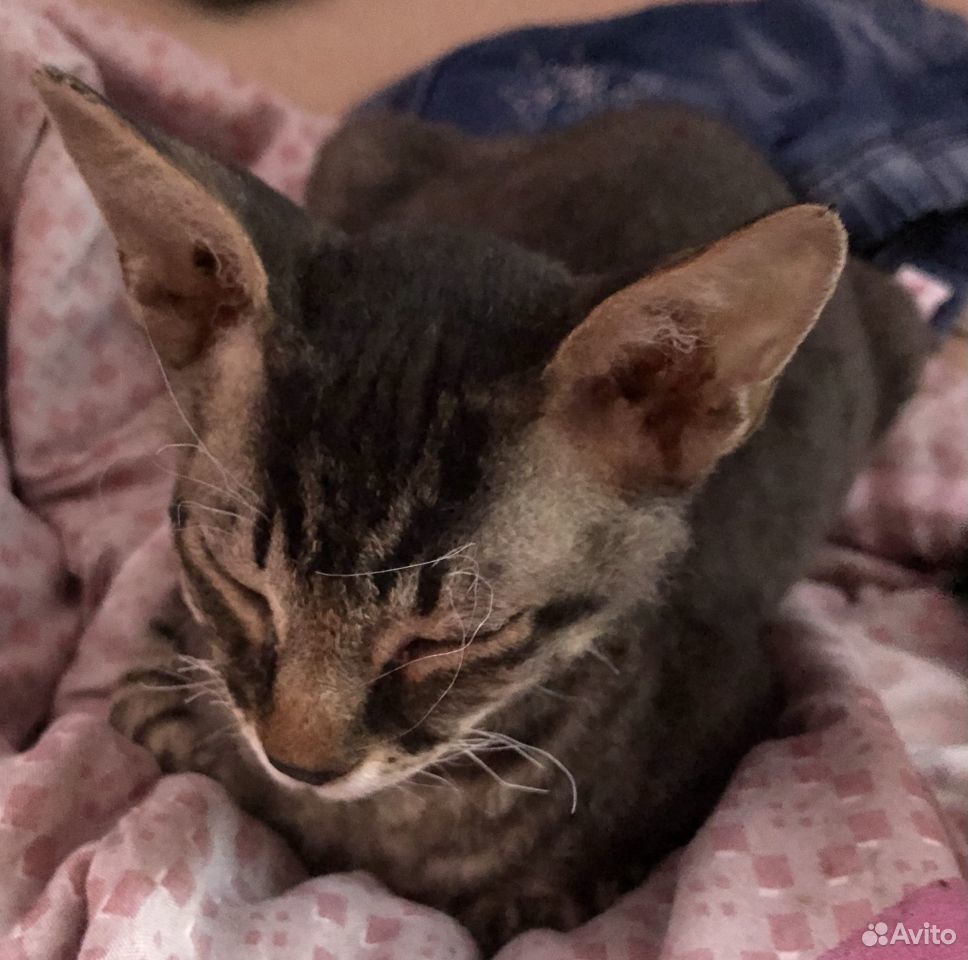 Продам котенка донской сфинкс браш