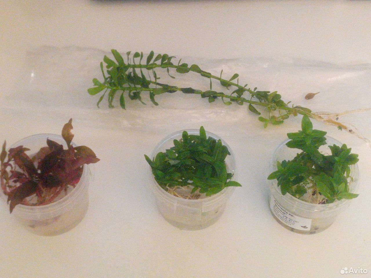 Аквариумные растения