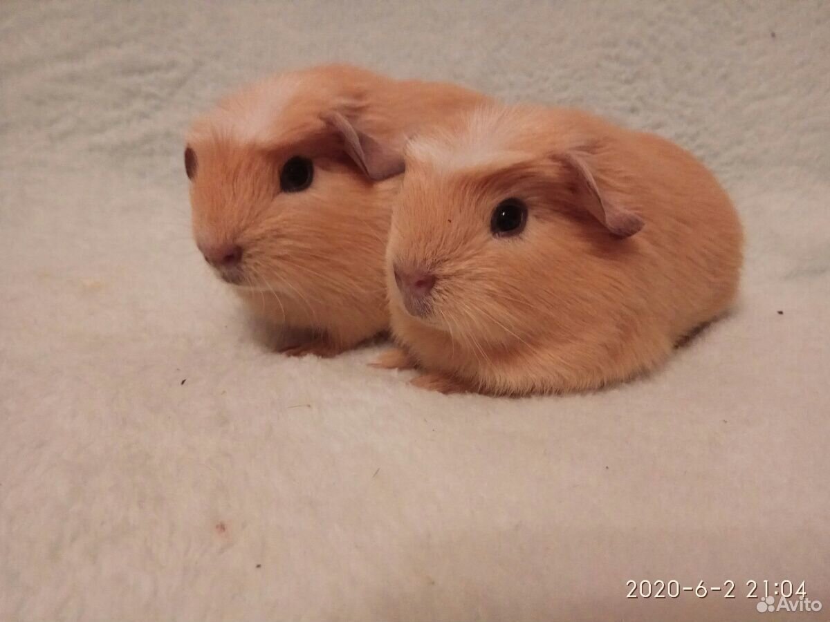 Морские свинки крестеды мальчики