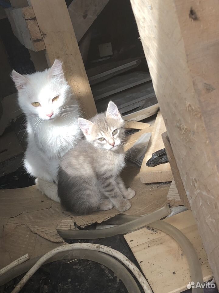 Котята 3 шт один чисто белый как сама кошка