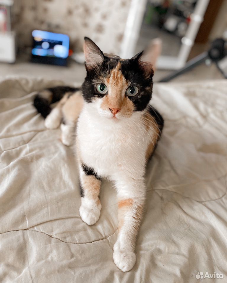 Дива ищет родителей