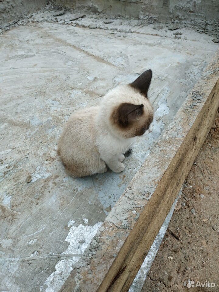 Котёнок Гав