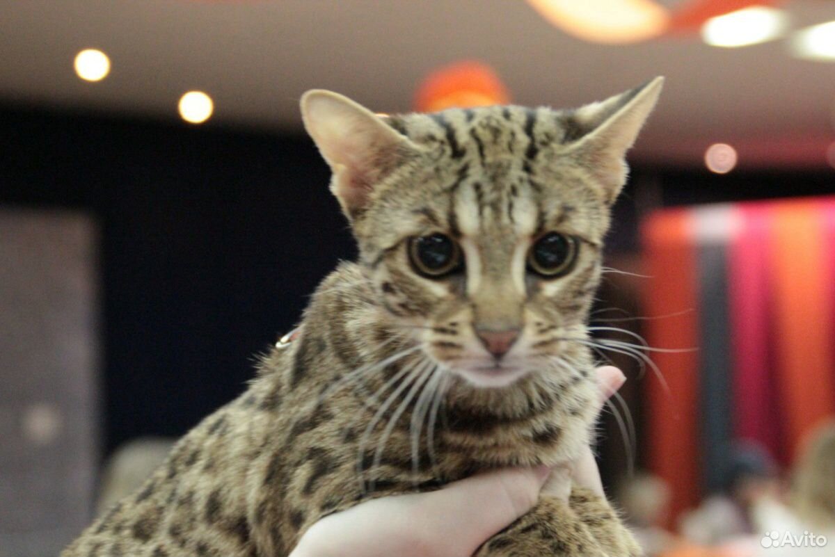 Бенгальская