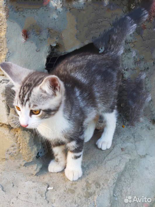 Котенок метис в добрые руки