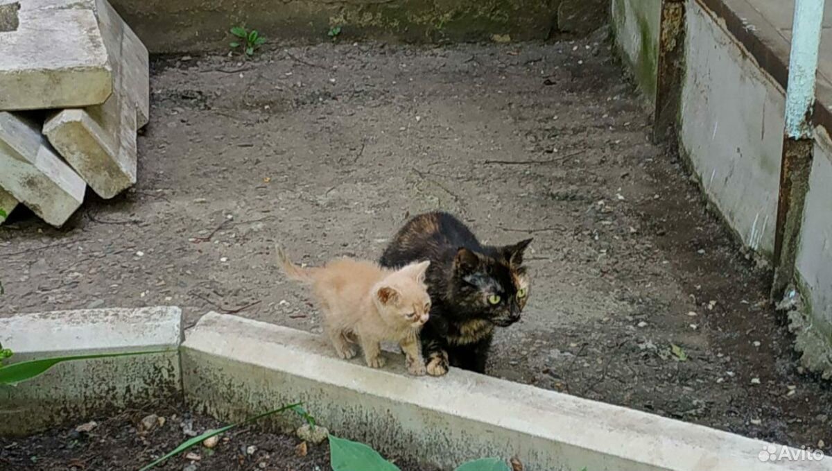 Котенок персикового окраса