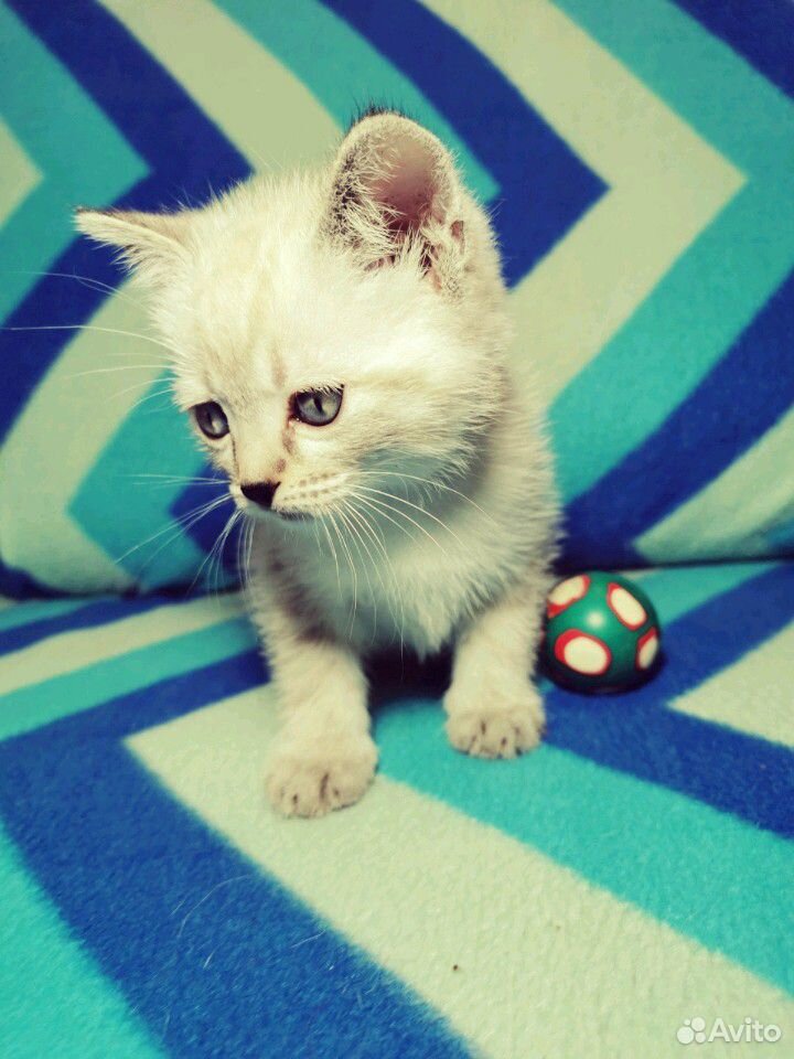 Шотландские котята