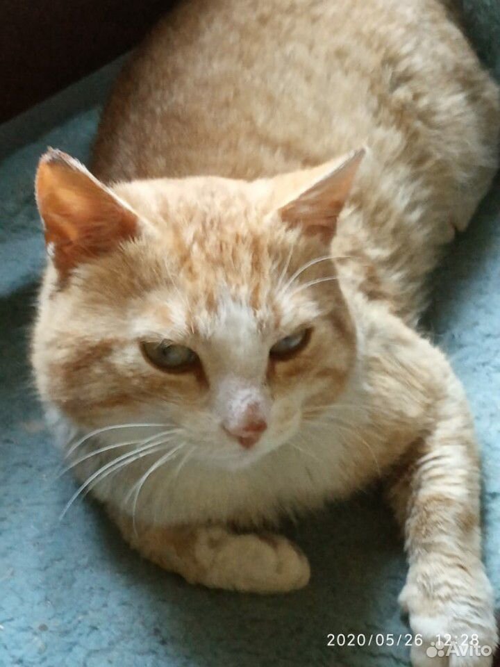 Котик