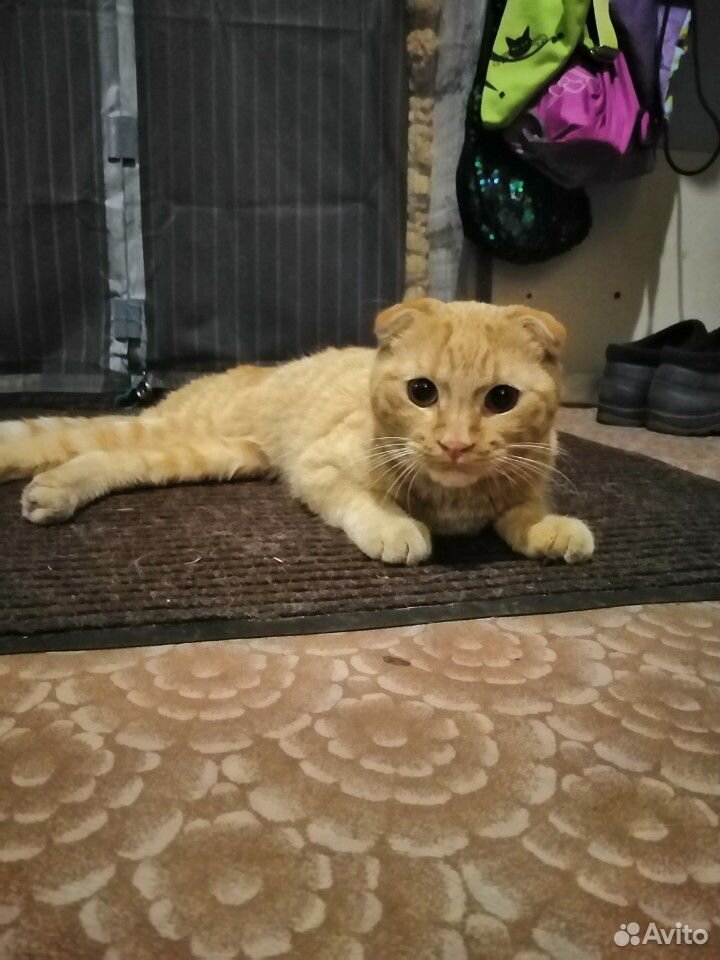 Шотландская