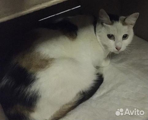 Преданной несчастной малышке очень нужен дом