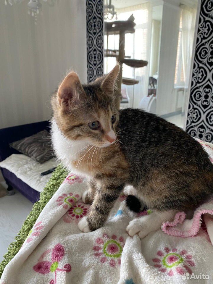 Ласковая Котенок девочка в дар 3 мес