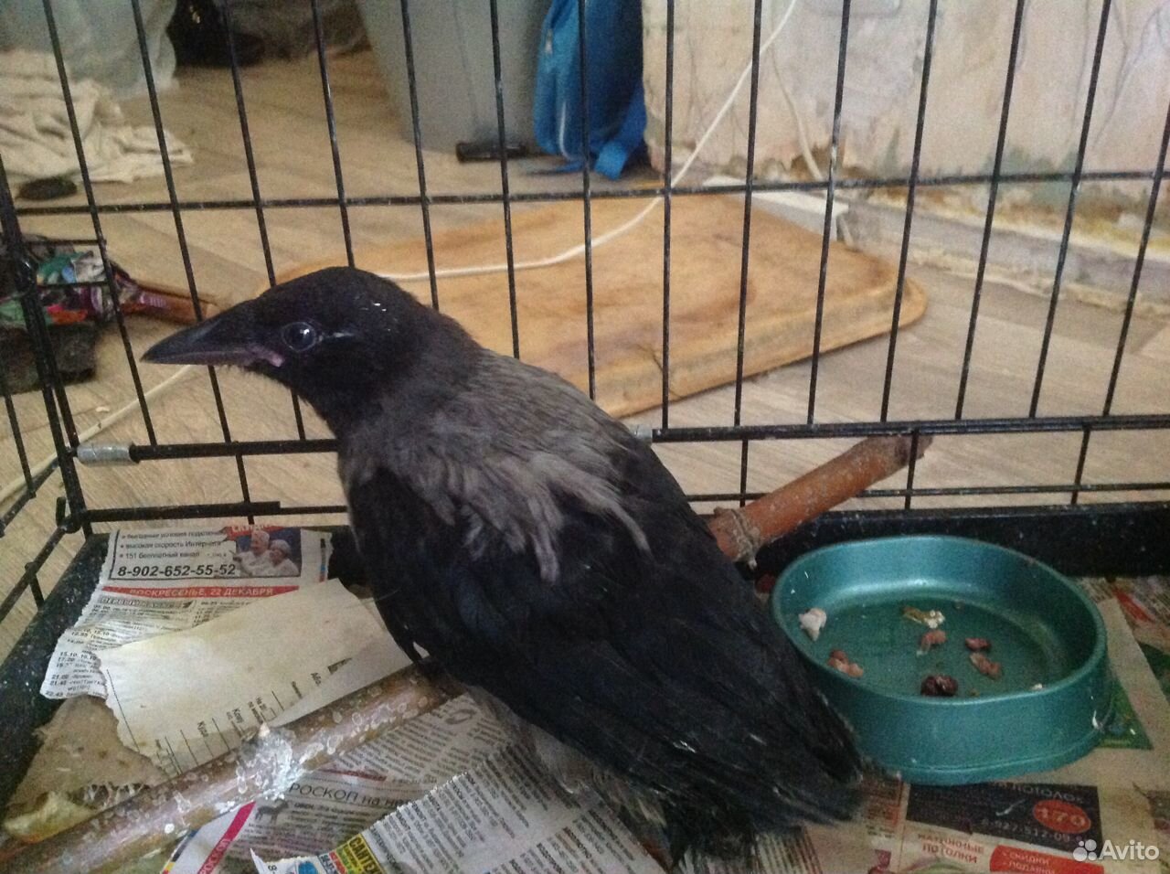 Вороненок в добрые руки