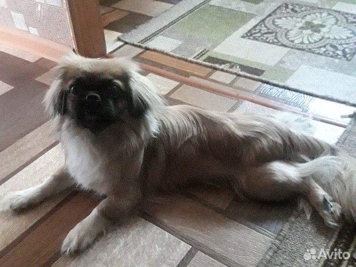 Пекинес девочка,вязка