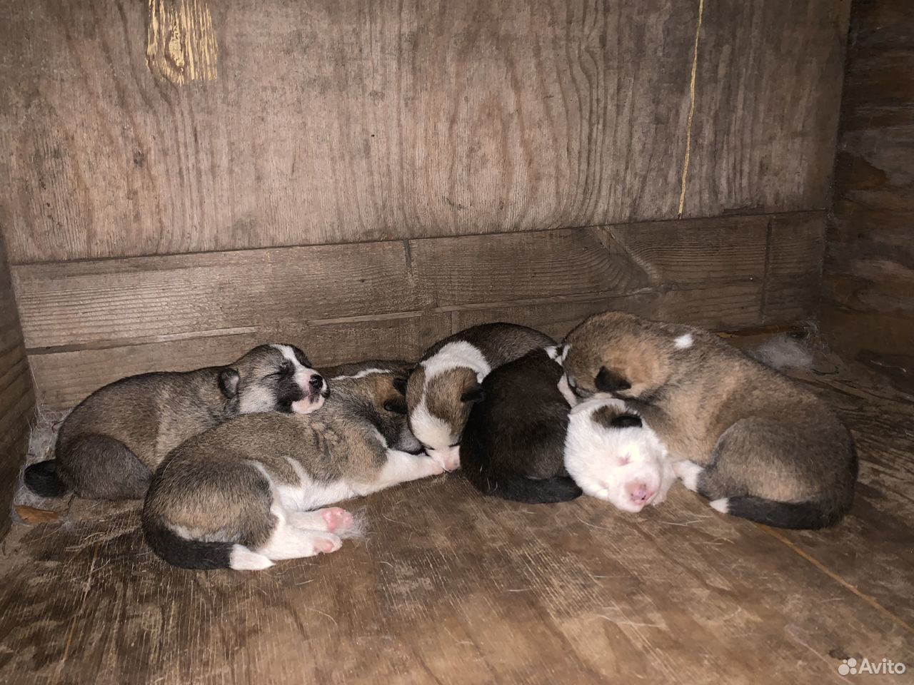 В добрые руки