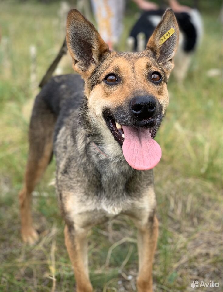 Собачка Берта ищет дом