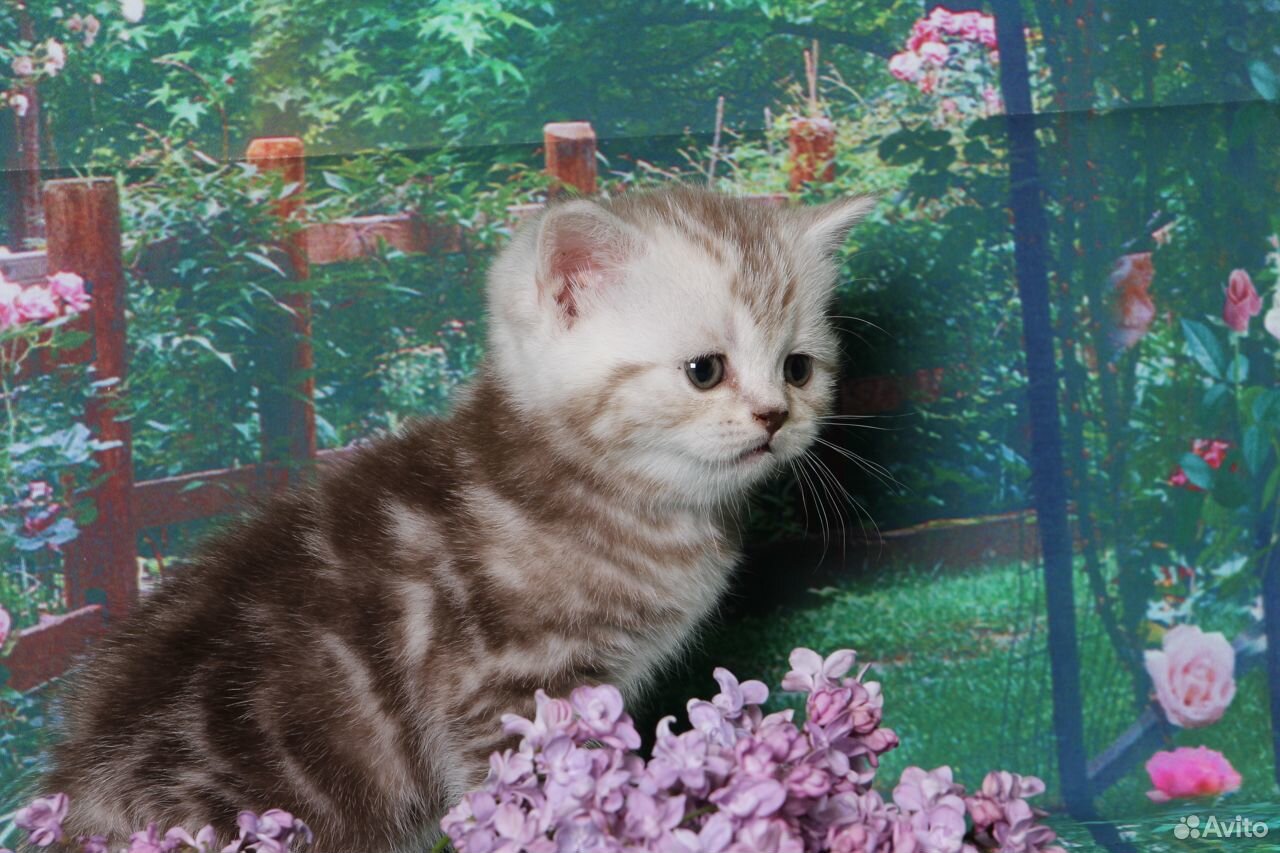 Элитная британочка шоколадный мрамор на серебре