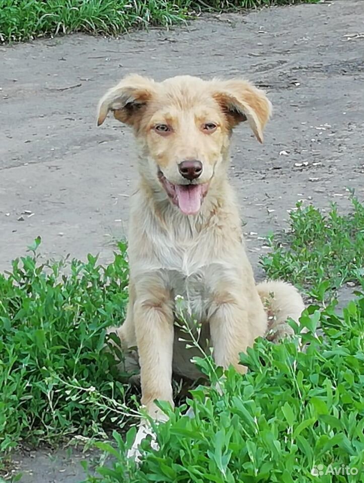 Щенулька ищет дом