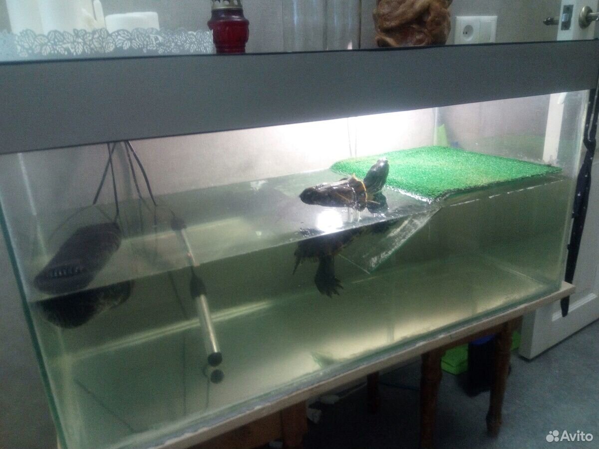 Красноухая черепаха