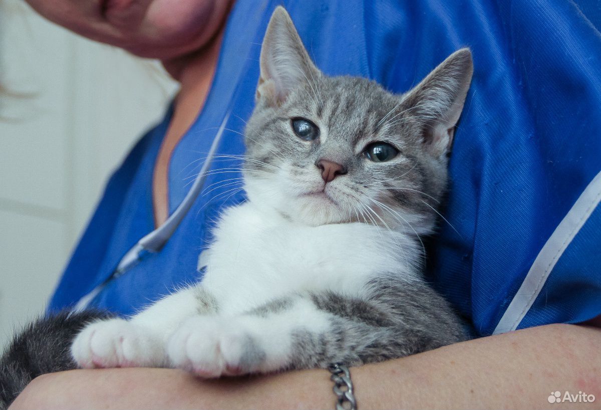 Котенок Гоша 3 мес