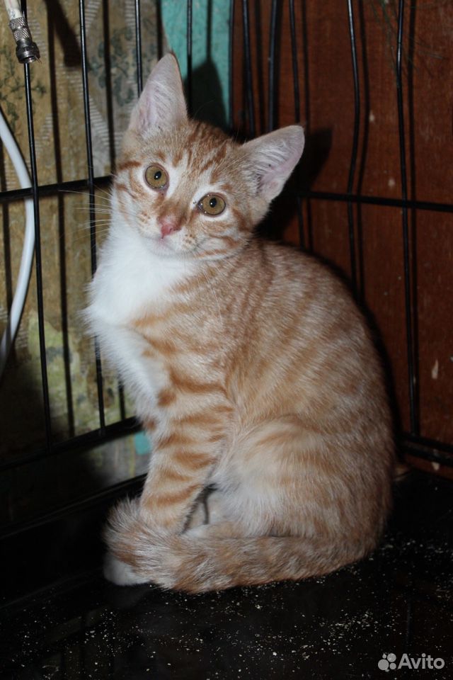 Яркие полосатики