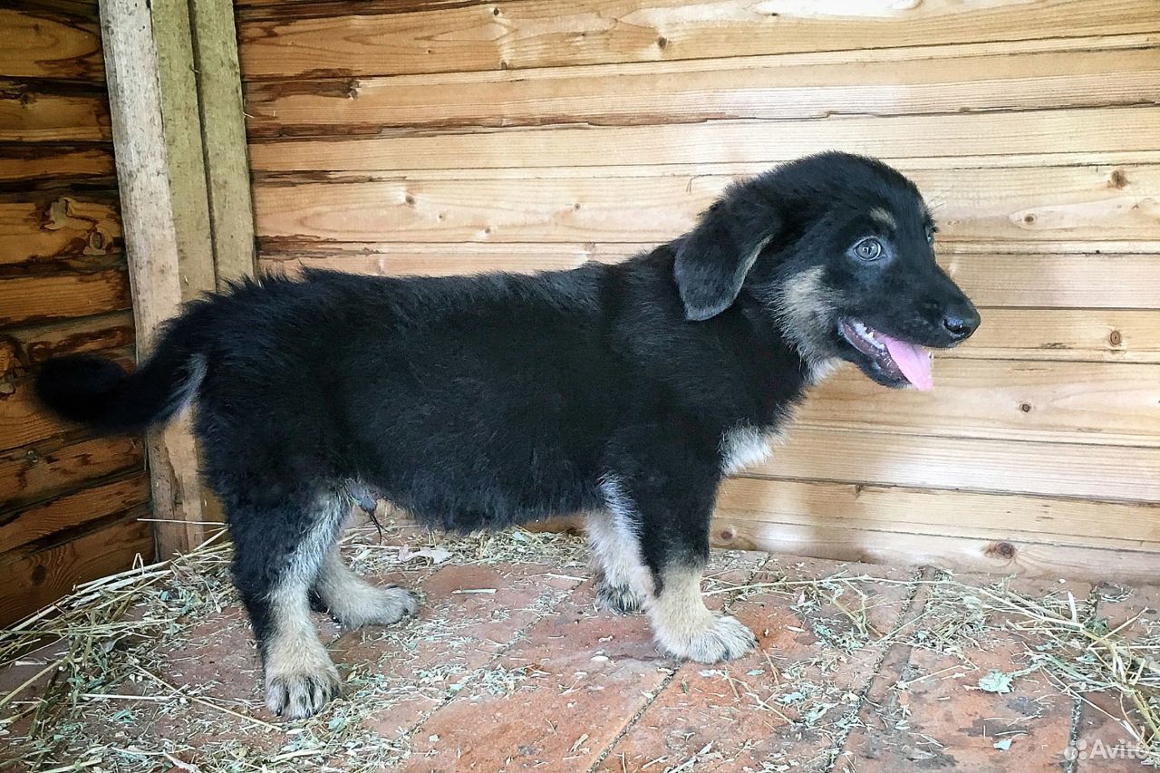 Щенок-коротколапик в добрые руки