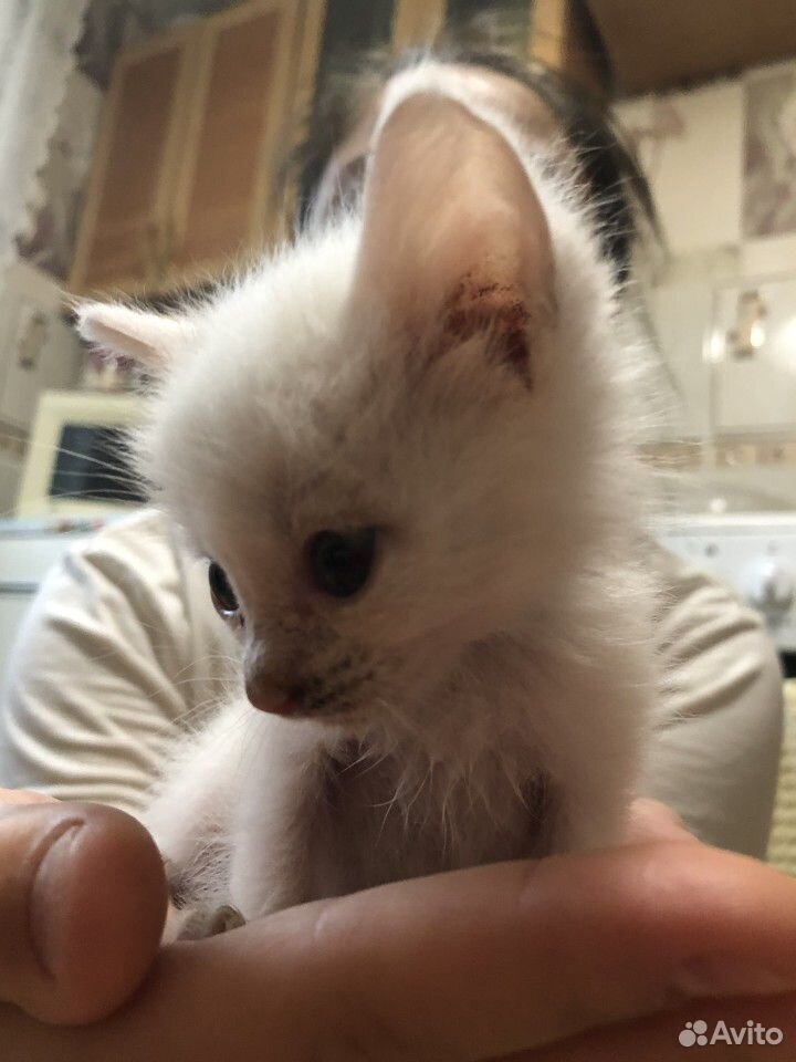 Котёнок