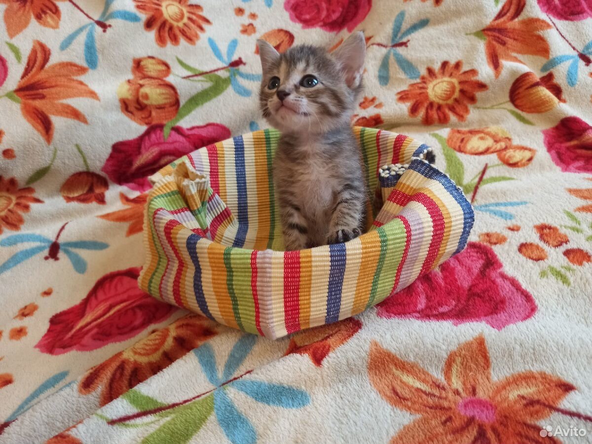 Котята в добрые руки