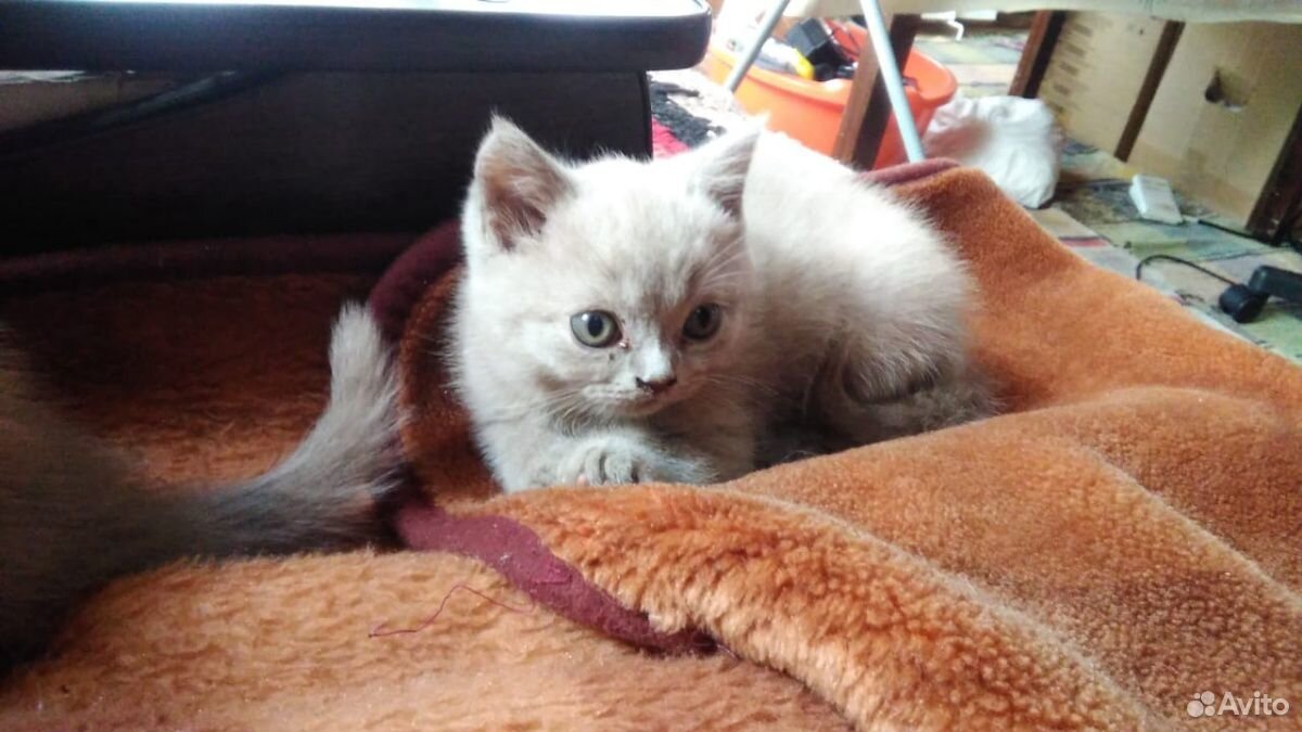 Котенок британочка