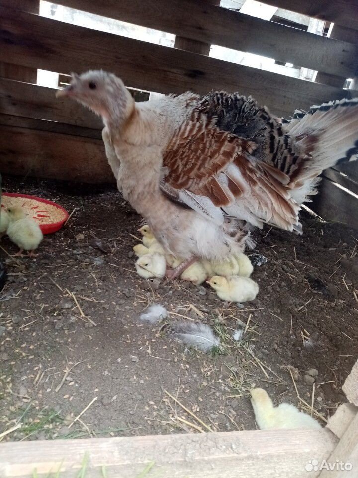 Индюшка с индюшатами