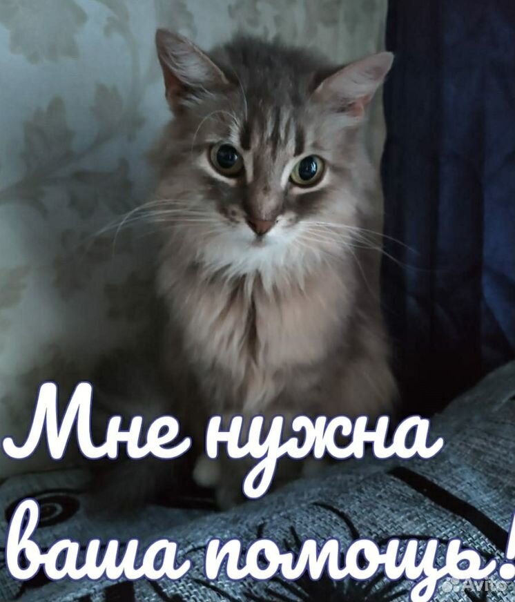 Осиротевшей кисуле очень нужен дом