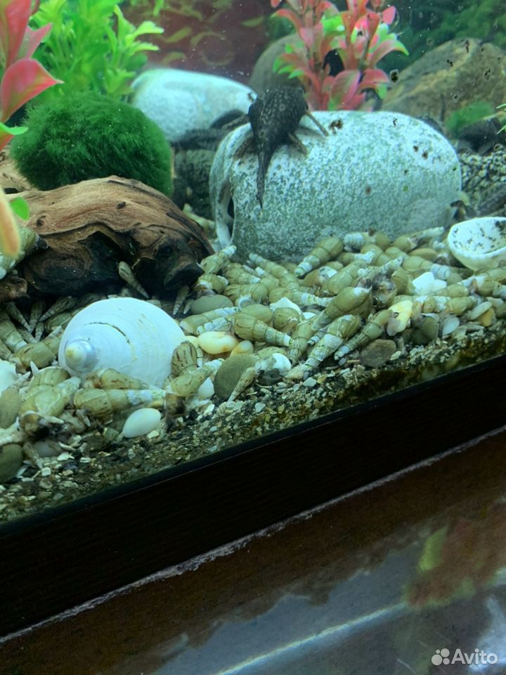 Улитка Мелания