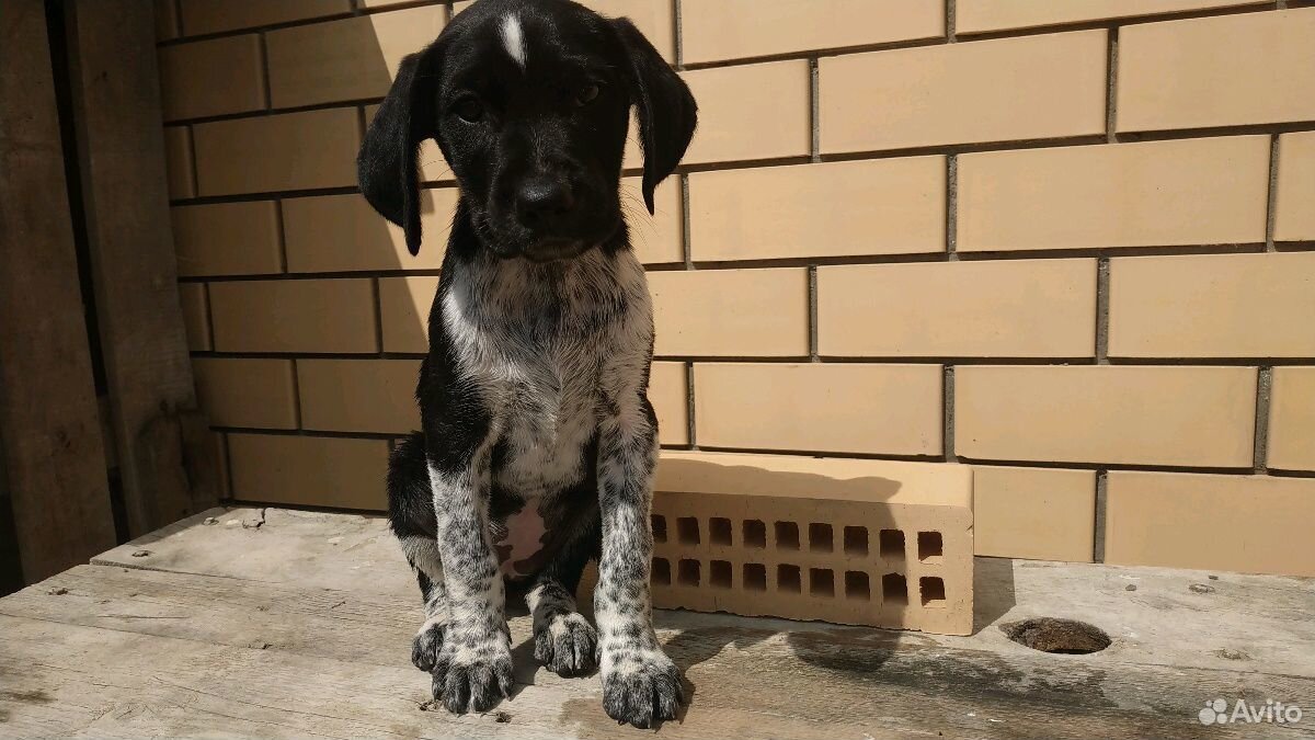 Отдадим щенков Курцхаара в хорошие руки